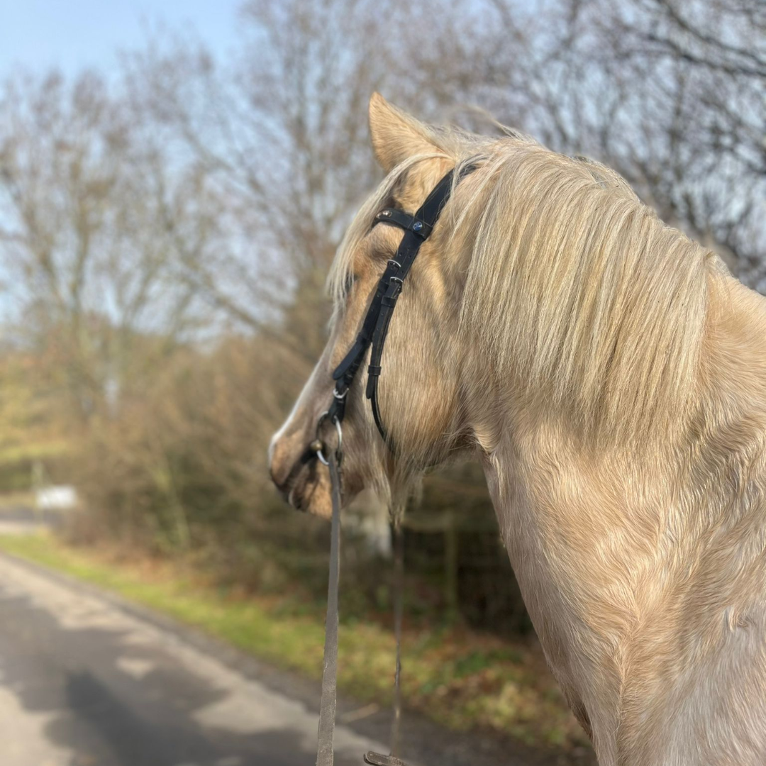 5 Tips to Strengthen Your Connection with Your Horse – Pushing On Daisy