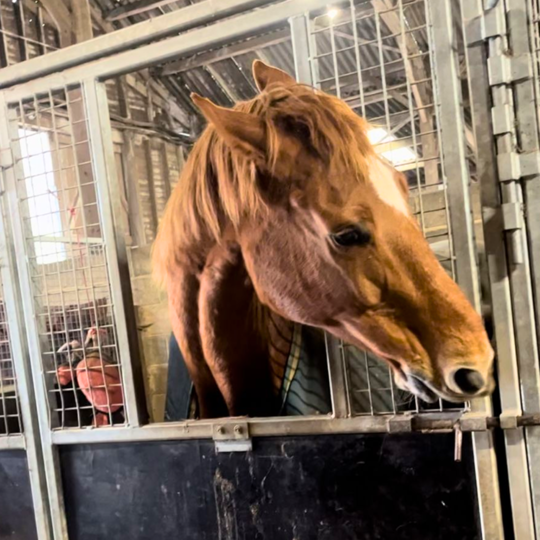 Understanding Equine Pain: How to Recognise Signs in Your Horse ...