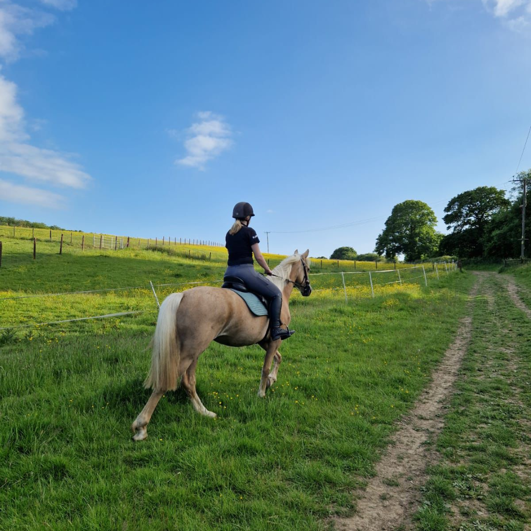 Tips for Working with a Nervous Horse – Pushing On Daisy
